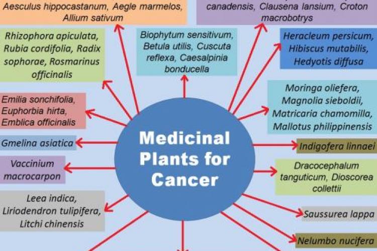 Medicinal Plants For Treatment Of Cancer A Brief Review