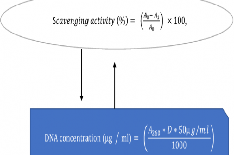 Free Radicals Scavenging Activity and Oxidative DNA Damage Protecting ...
